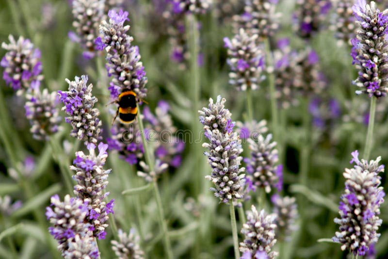 Bees in Heather stock photo. Image of purple, county - 102337948