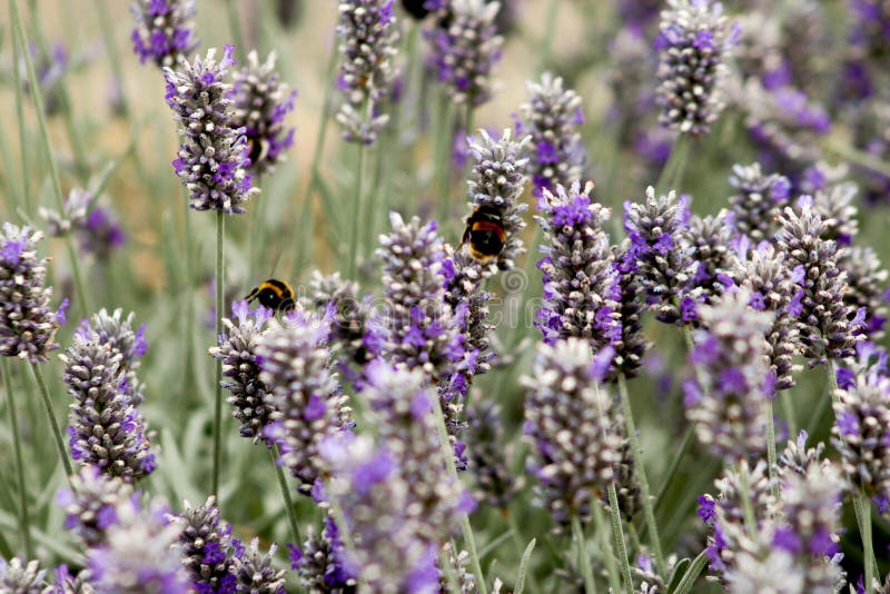 Bees in Heather stock image. Image of collecting, county - 102337961
