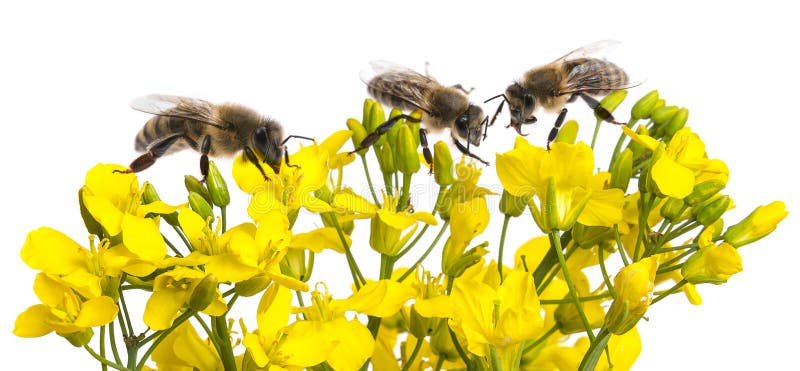 Bees and rapeseed flowers stock image. Image of flowers - 118355677