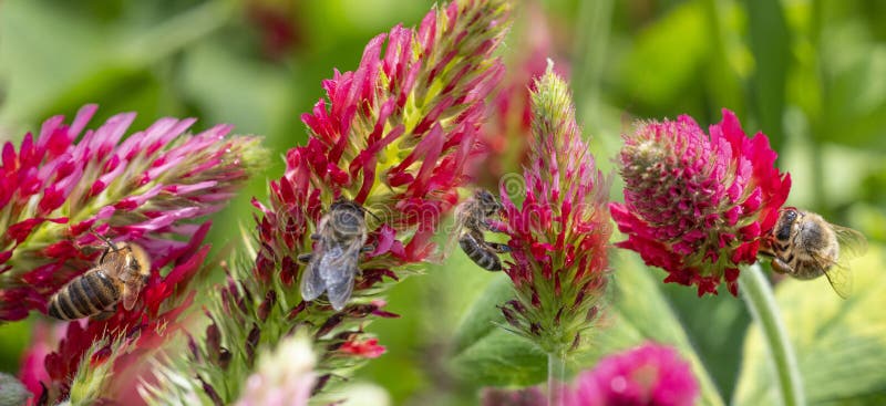 Bees on Red Crimson Clover - Trifolium Incarnatum Stock Photo - Image ...