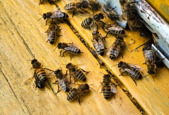 Bees Remove Dead Insects from the Hive Stock Image - Image of ...