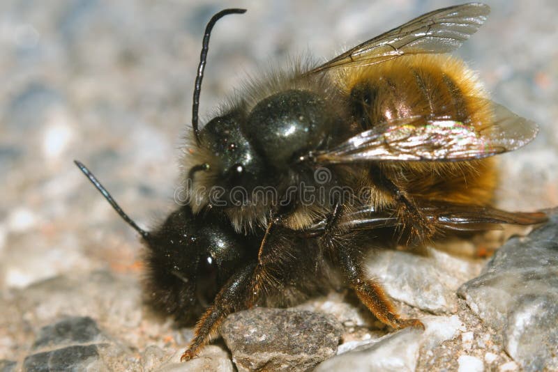 Bees reproduction macro stock image. Image of high, invertebrate - 23905559