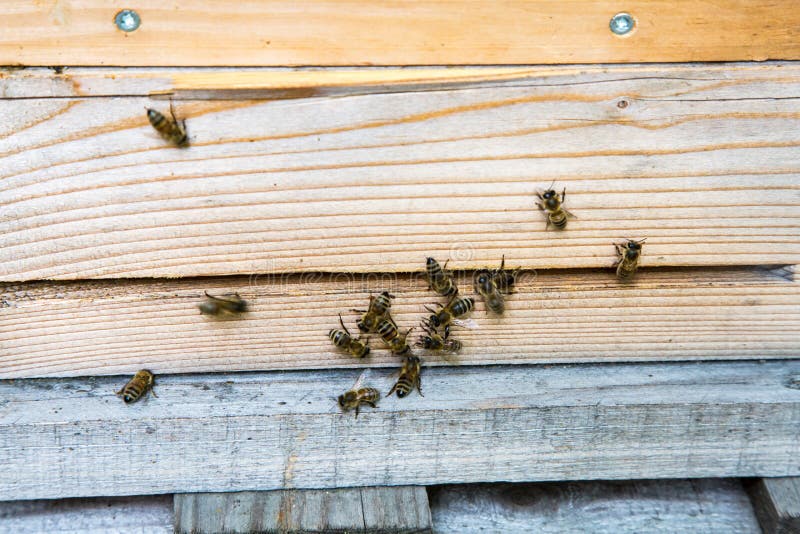 Bees rest on the bee boxes stock image. Image of rest - 87547403