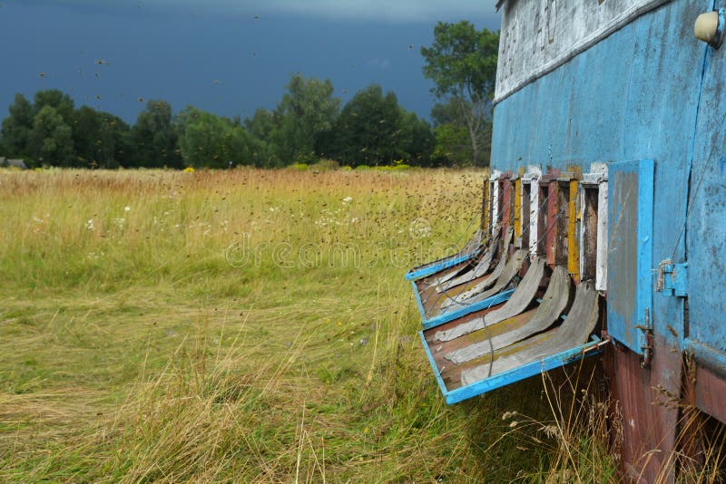 Bees are Returning Home before Rain. Bees Basically Hide Out in the ...