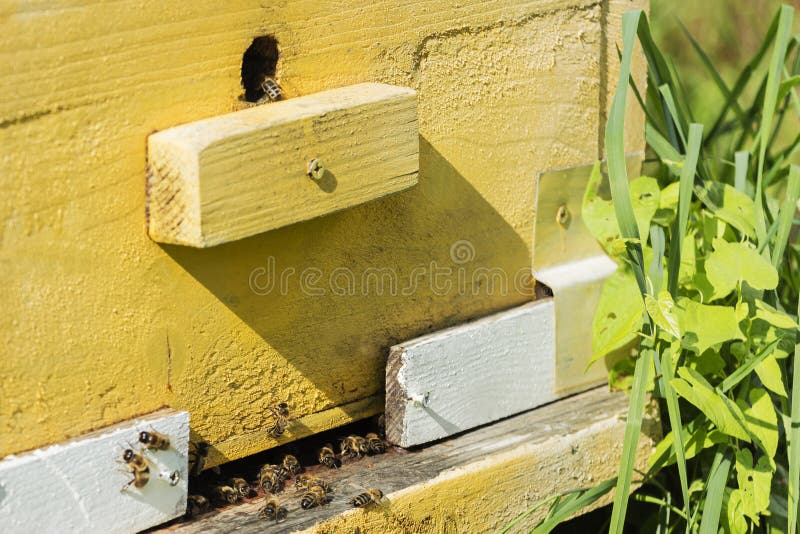 The Bees are Returning To the Old Hive. Close Up. Stock Photo - Image ...