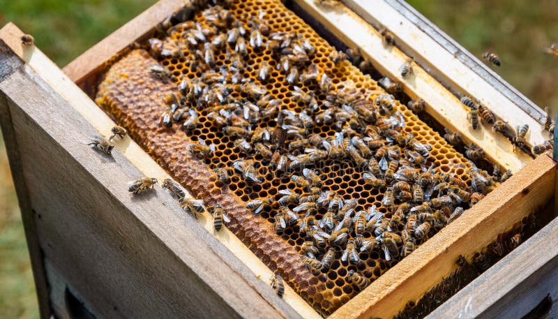 Bee Scient. Class. Hymenoptera Insect Animal, AI Generated Stock ...