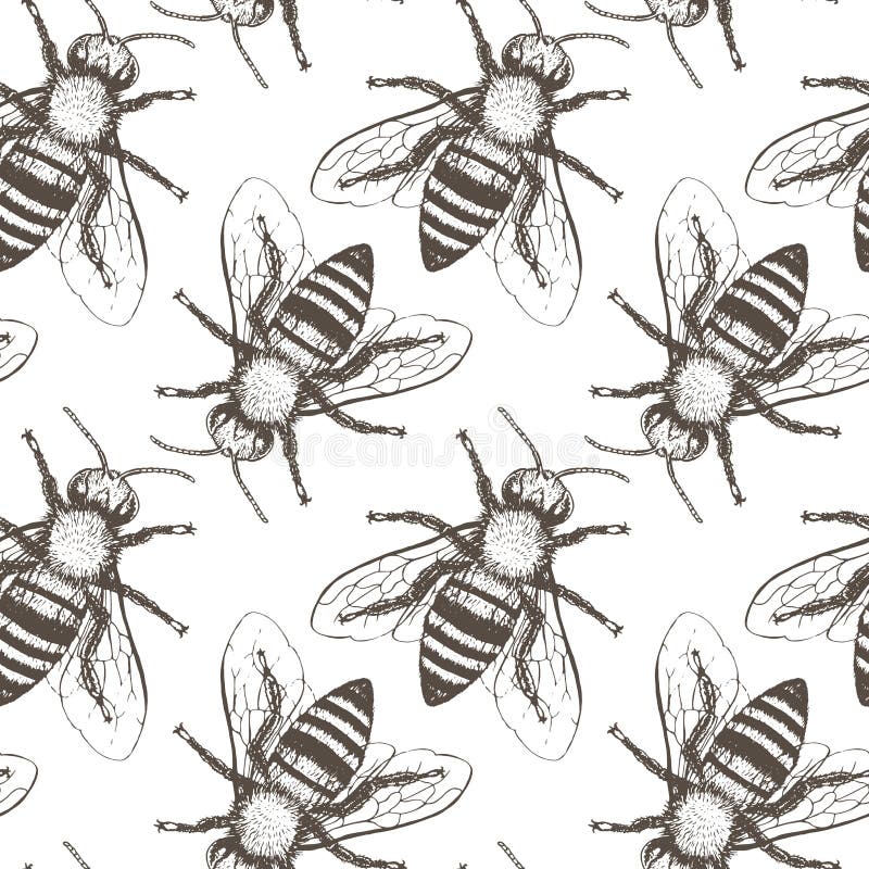 Bee Vector Seamless Pattern. Hand Drawn Insect Background Stock Vector ...
