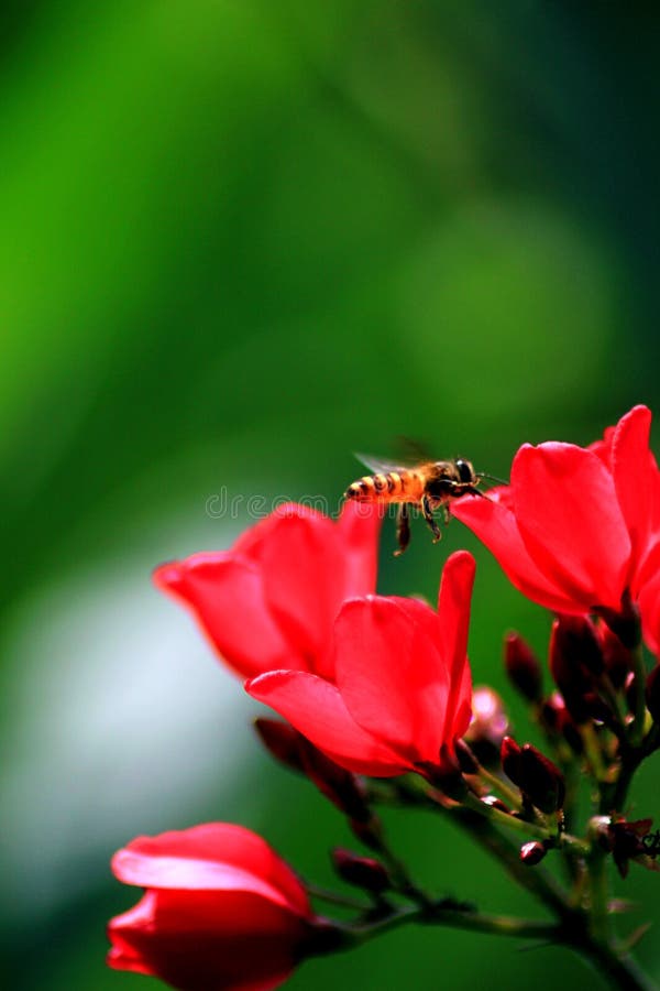 Bees Search for Honey in Red Flowers Stock Image - Image of black ...
