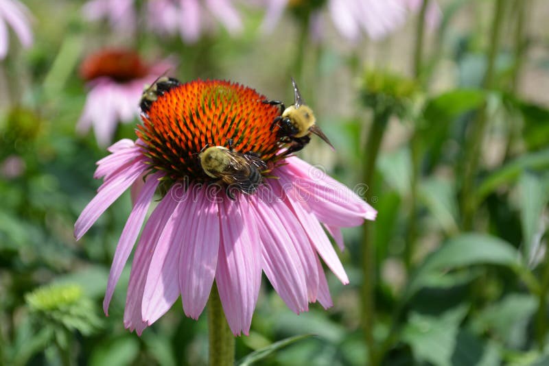 3 Bees stock photo. Image of spring, faded, share, bees - 34876382