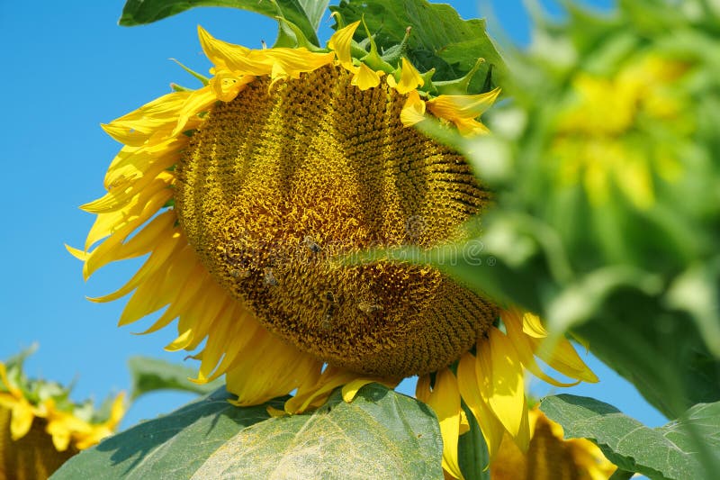 Bees Sit on Big Yellow Mature Sunflower Stock Image - Image of venom ...