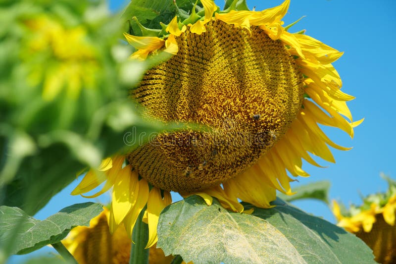 Bees Sit on Large Mature Sunflower Stock Photo - Image of food, harvest ...