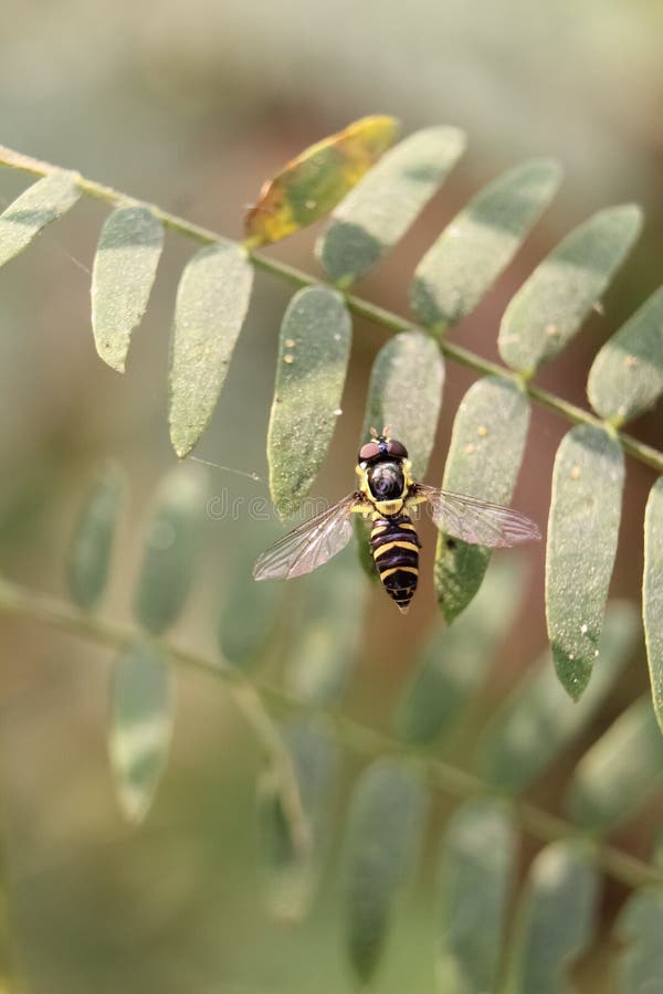 This is a Bees Sitting on a Leaves Stock Photo - Image of invertebrate ...