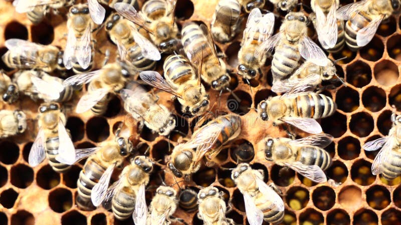 Beginning of Work of the Young Queen Bee. Stock Video - Video of laying ...