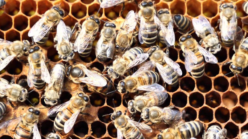 Beginning of Work of the Young Queen Bee. Stock Footage - Video of ...