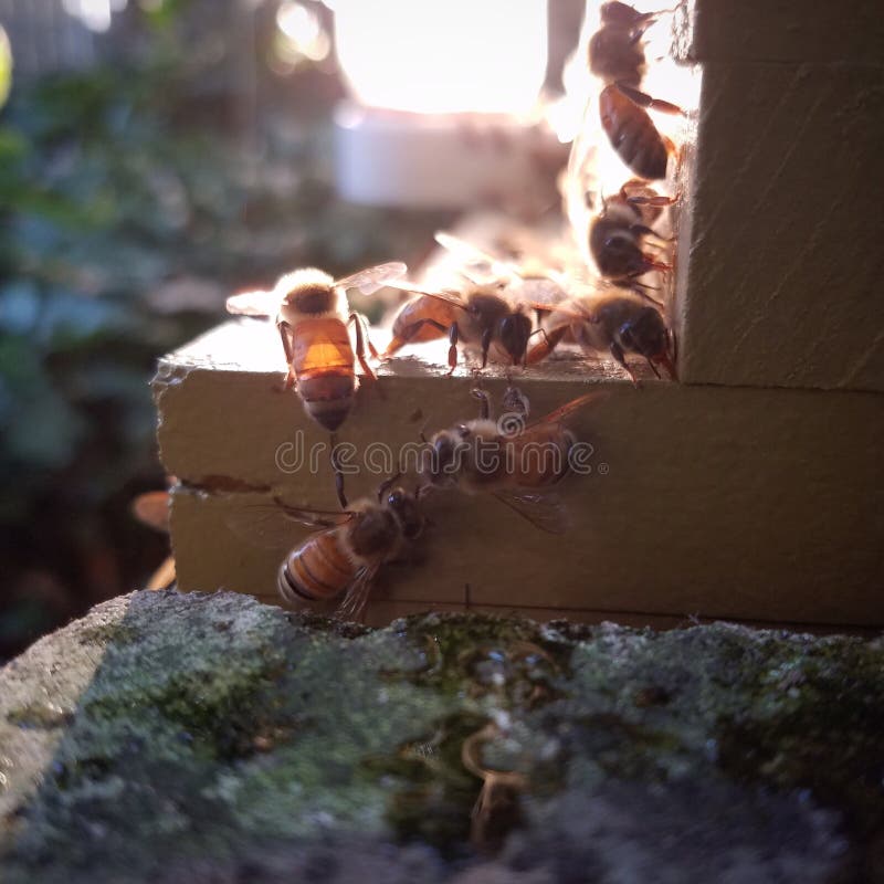 Bees in the sun! stock photo. Image of nature, hive, edge - 73920270