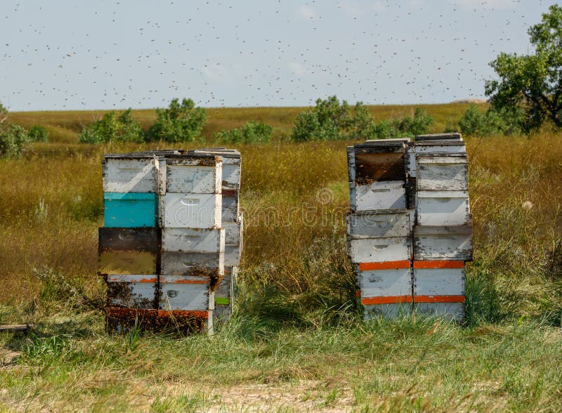 Bees Swarm Outside of Bee Boxes Stock Photo - Image of rural, hillside ...