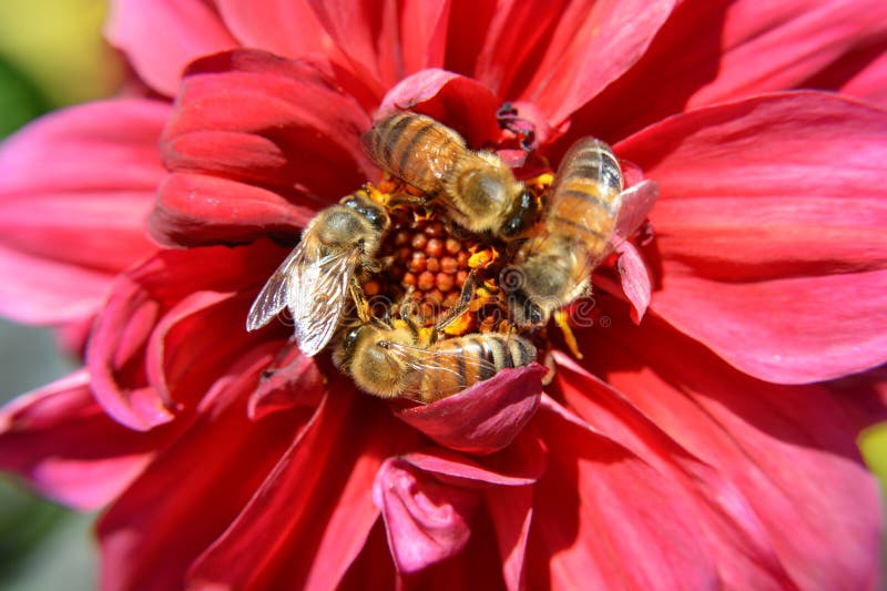 Bees Swarm Pollinate a Red Flower in Macro Closeup Stock Photo - Image ...