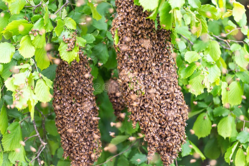 Bees swarm the trees stock image. Image of pollination - 215384251