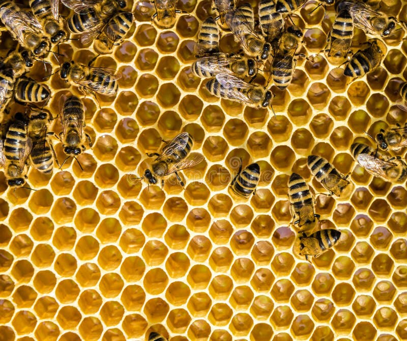 Bees stock image. Image of sweet, domesticated, swarm - 262984805