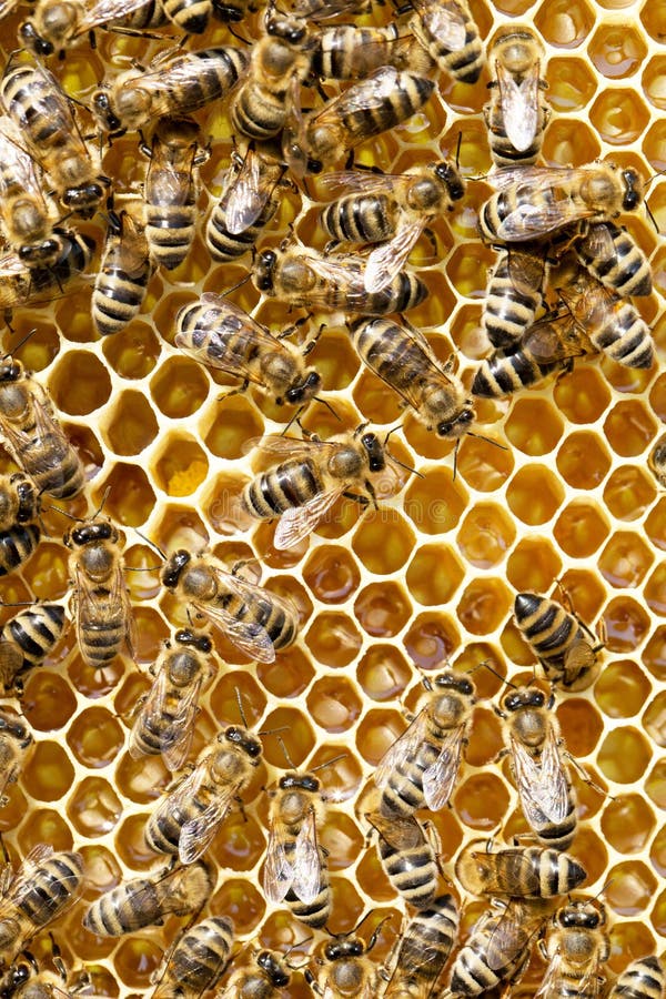 Bees swarming stock photo. Image of pollinic, domesticated - 262730480