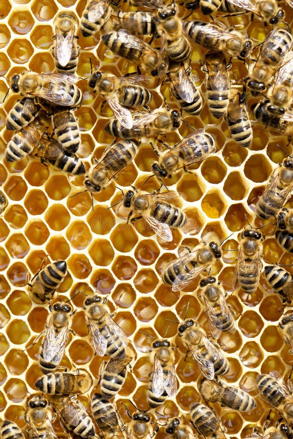 Honeycomb stock photo. Image of domesticated, pollinic - 264165704