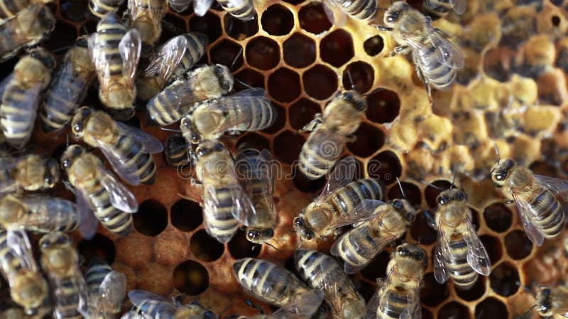 Bees swarming on honeycomb stock footage. Video of beekeeper - 258451934