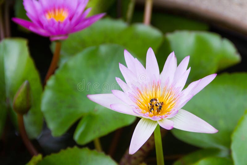 Bees swarming lotus stock photo. Image of nature, blooming - 32989536