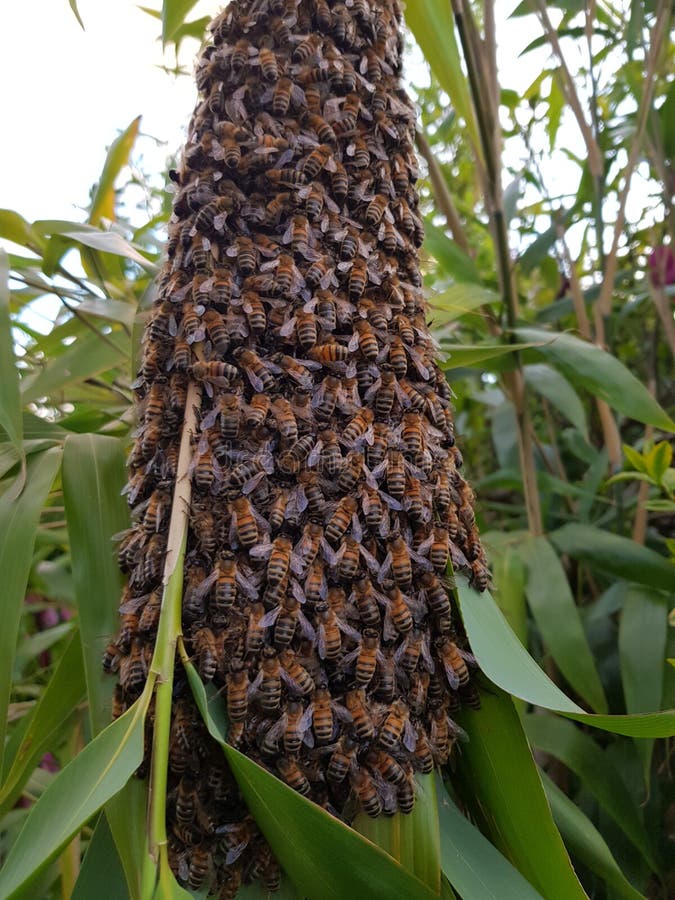 Bees Swarming Pollination Crops Honey Stock Photo - Image of crops ...