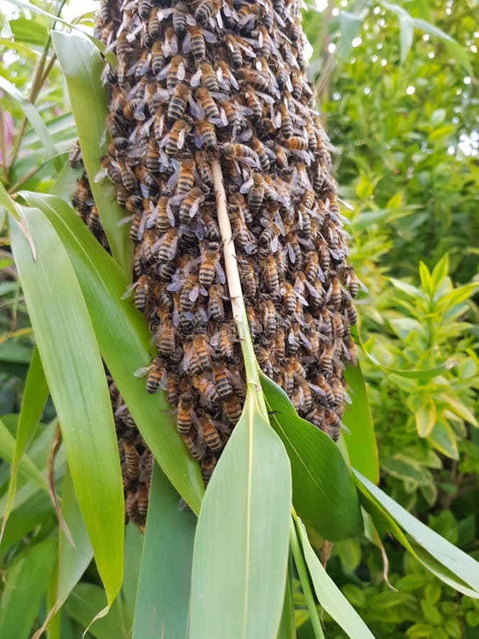 Bees Swarming Pollination Crops Honey Stock Photo - Image of bees ...