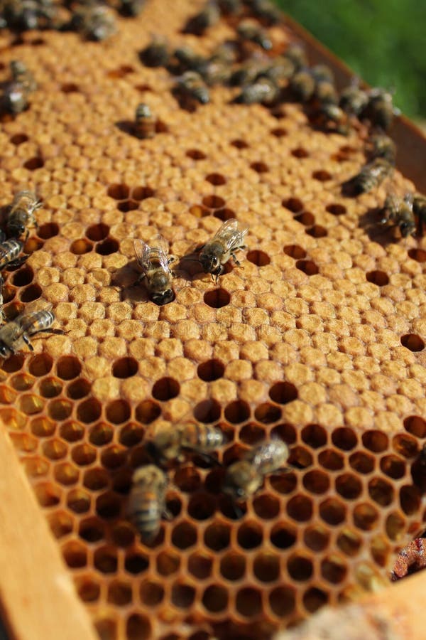 Queen-bee and human stock image. Image of cell, hives - 23207503