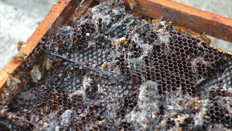 Bees Take, Eat Honey and Wax from Old Frames. Stock Video - Video of ...