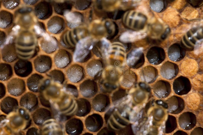 Bees Taking Care of Bee-larva Stock Image - Image of horizontal, color ...