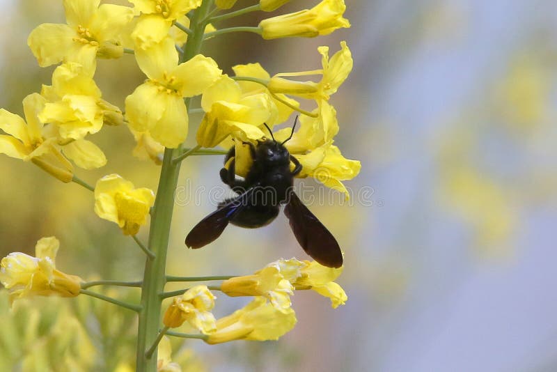 Bees and Their Spring Collection of Pollen from All Flowers Stock Photo ...