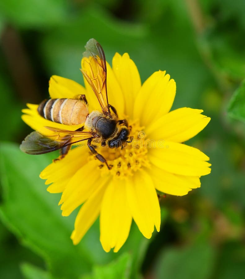 Bees to a flower. stock photo. Image of park, field - 112948782