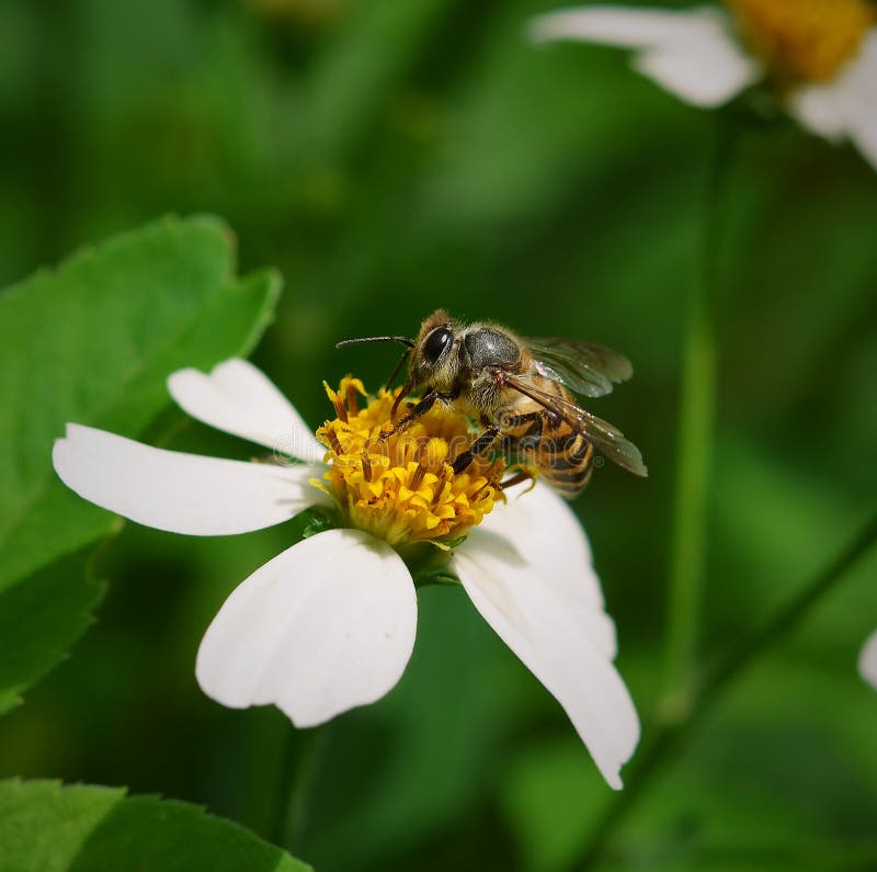 Bees to a flower. stock image. Image of garden, live - 112948833