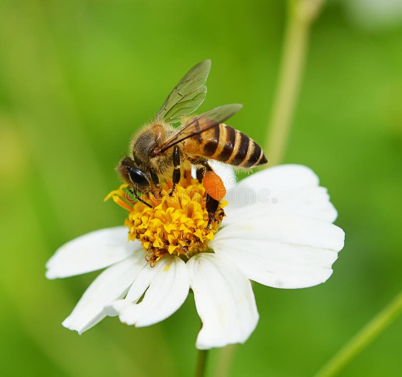 Bees to a flower. stock image. Image of animal, texture - 112980691