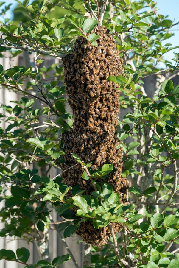 Bee hive stock image. Image of brown, insect, yellow - 69686981