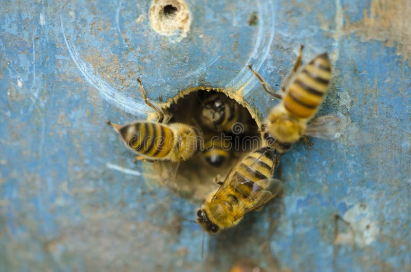 Bees Ventilate the Beehive Near the Tap Stock Image - Image of plant ...