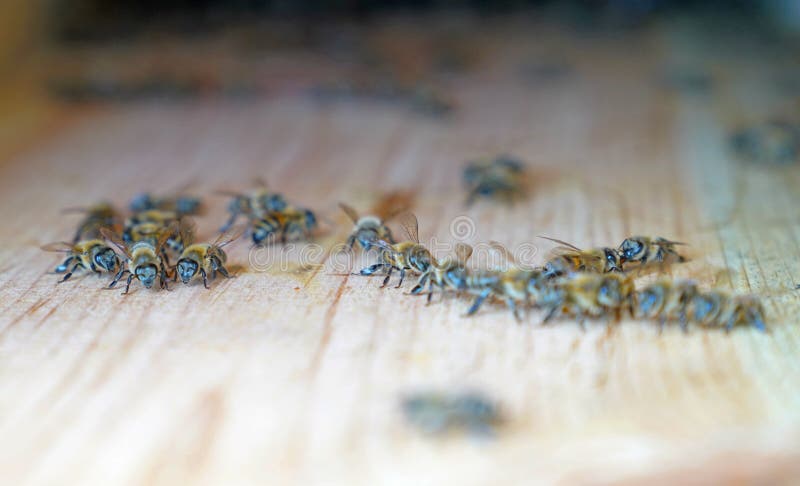 Bees Walk Around on Surface of Wall of Hive, Selective Focus Stock ...