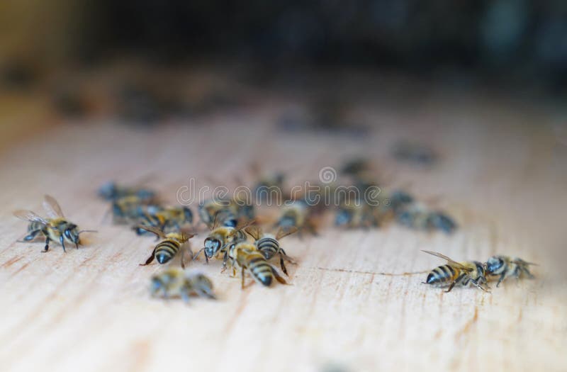 Bees Walk Around on Surface of Wall of Hive, Selective Focus Stock ...