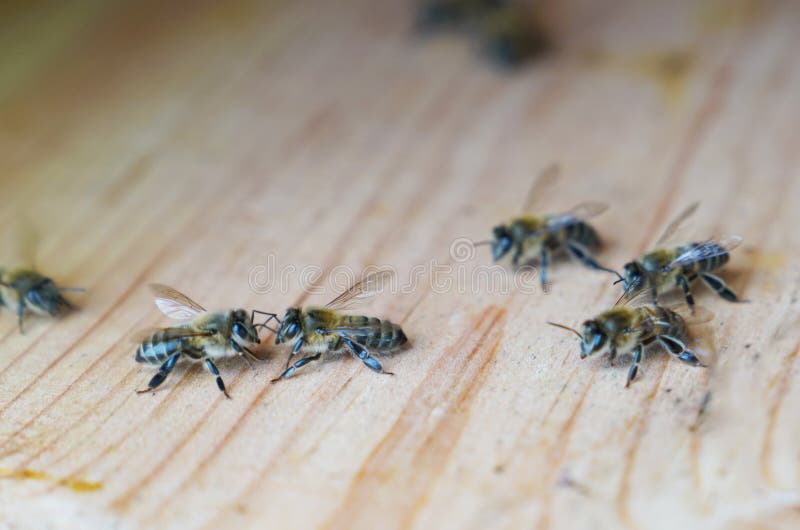 Bees Walk Around on Surface of Wall of Hive, Selective Focus Stock ...