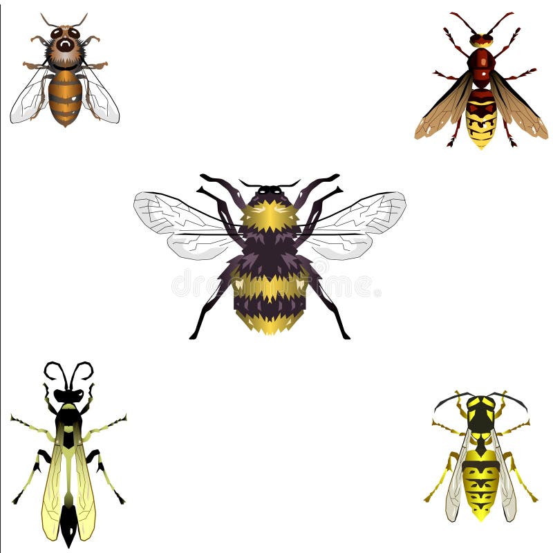 7+ Wasp family Free Stock Photos - StockFreeImages