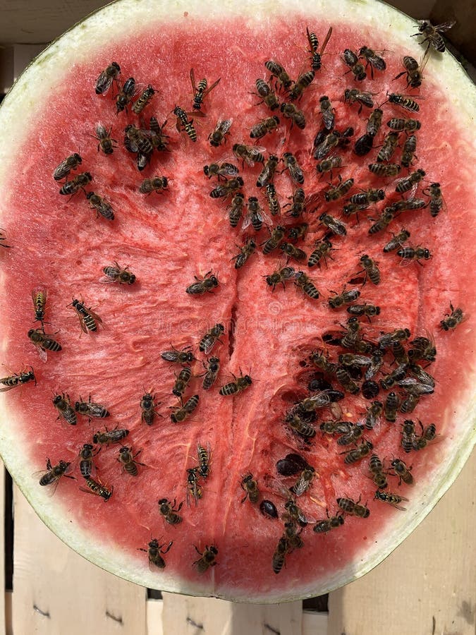 Bees on the water melon stock image. Image of sugar - 253370465