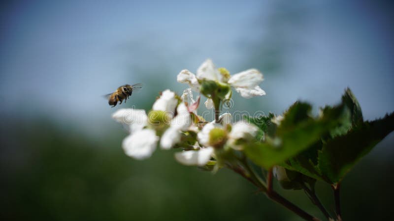 Bees on White Raspberry Flowers. Stock Photo - Image of blossom, pollen ...