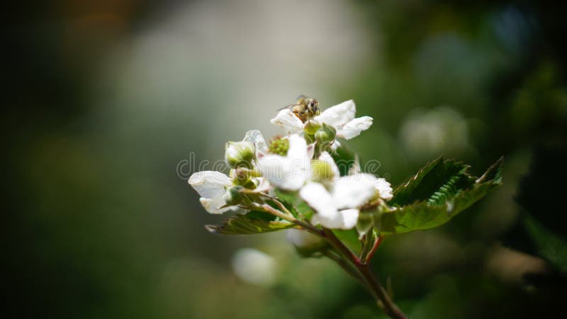 Bees on White Raspberry Flowers. Stock Image - Image of insect, bees ...