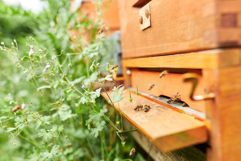 Bees at wooden entrance stock image. Image of hive, nature - 284569181