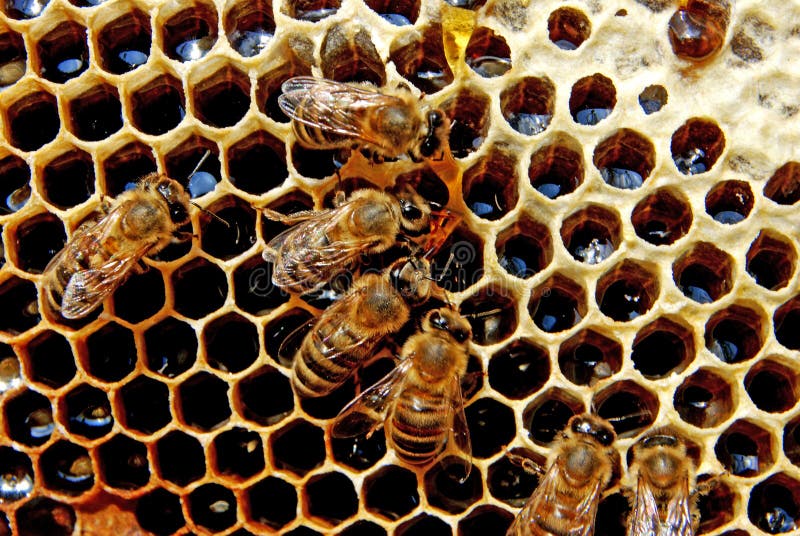Work bees in hive stock photo. Image of community, honey - 33377952