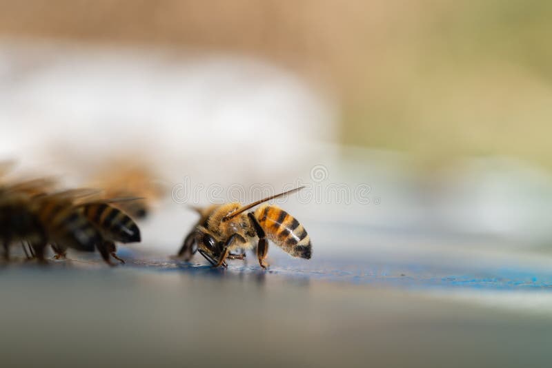 Bees at Work,coming Back Home Stock Photo - Image of hive, honeycomb ...