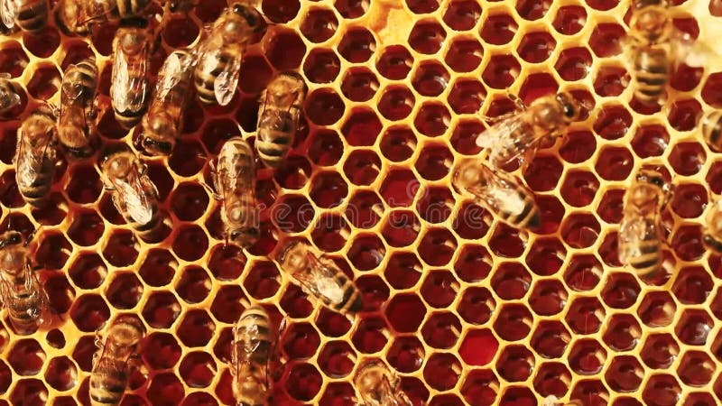 Bees Work on Frames with Brood, Honey, Wax and Pollen. Close-up Stock ...