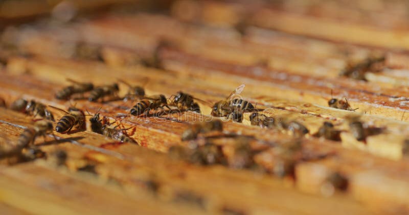 Bees Work on Frames in Hive Stock Footage - Video of busy, sticky ...
